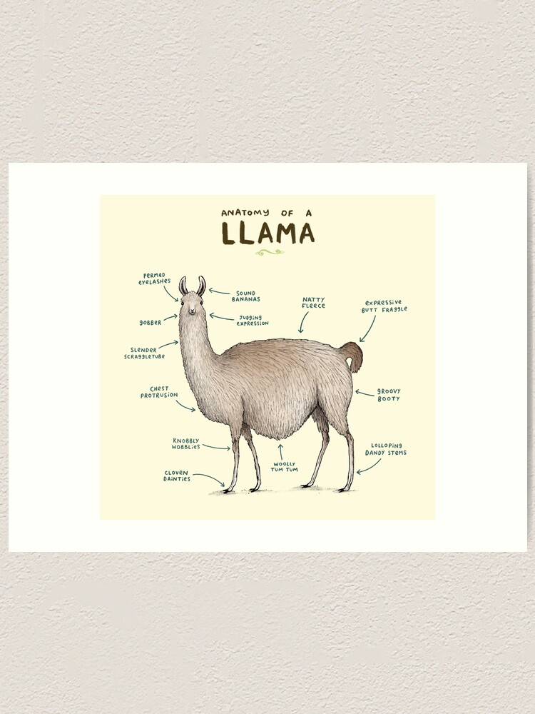 "Anatomy of a Llama" Art Print for Sale by SophieCorrigan | Redbubble