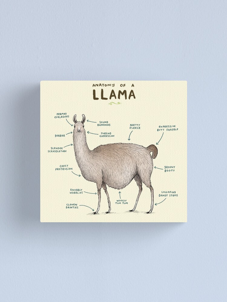"Anatomy of a Llama" Canvas Print for Sale by Sophie Corrigan | Redbubble