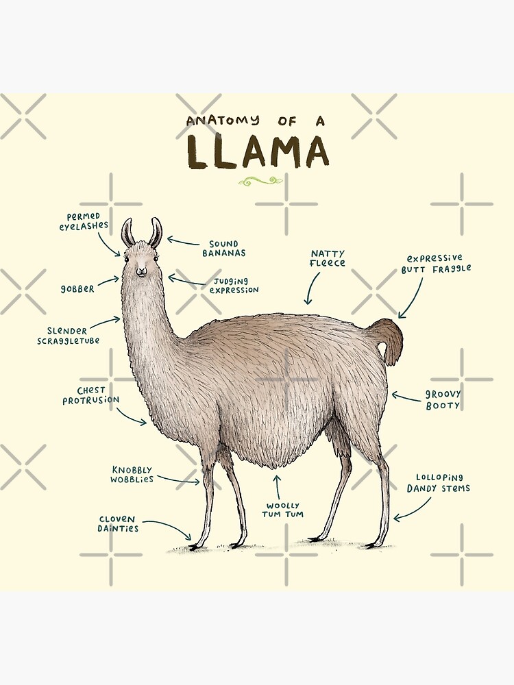 "Anatomy of a Llama" Poster for Sale by SophieCorrigan | Redbubble