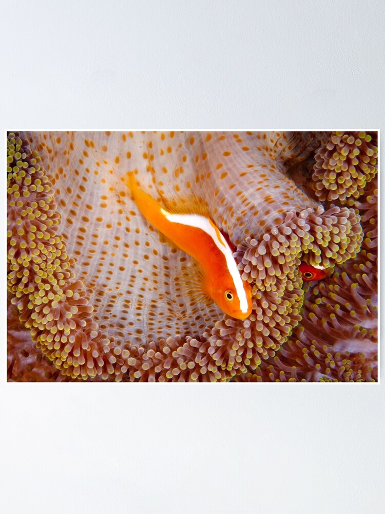 "Orange Anemonefish, Indonesia" Poster by eschlogl | Redbubble