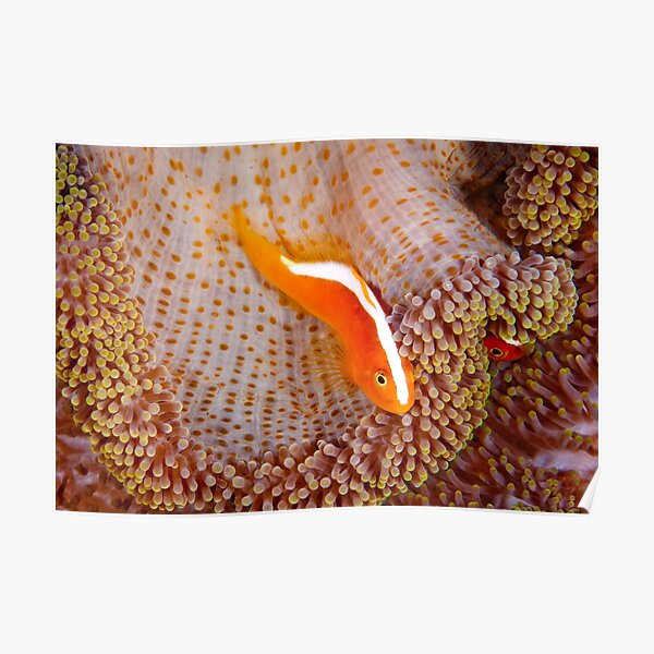 "Orange Anemonefish, Indonesia" Poster by eschlogl | Redbubble
