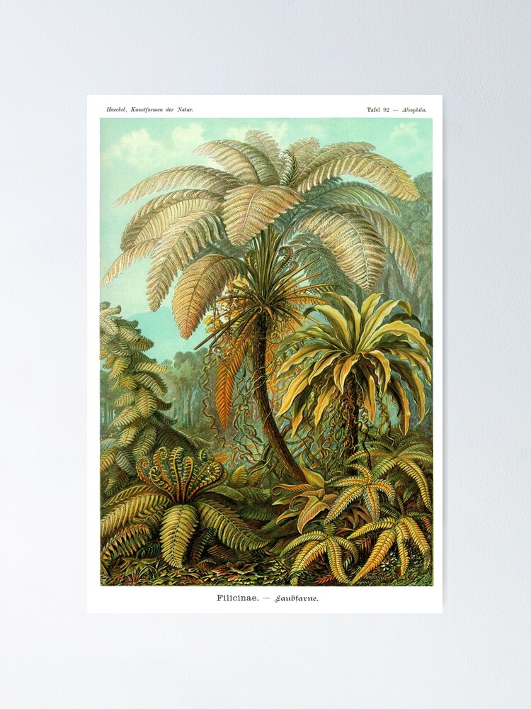 "Plate 92. Filicinae (now part of the class Polypodiopsida)." Poster by ...