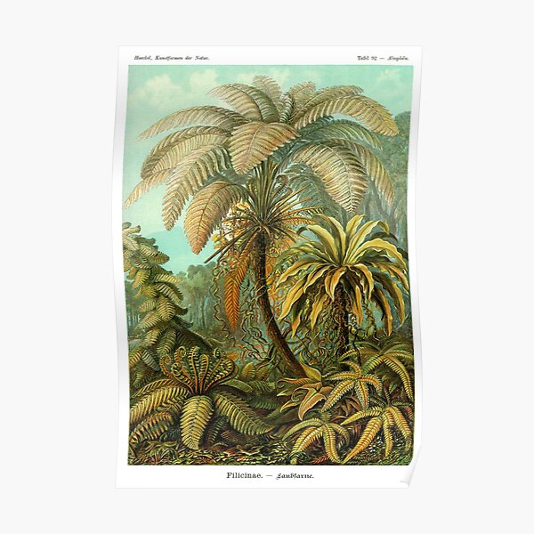 "Plate 92. Filicinae (now part of the class Polypodiopsida)." Poster by ...