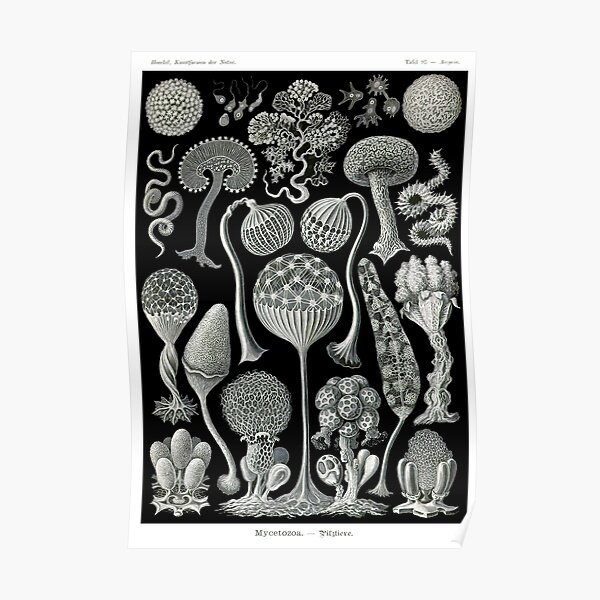 "Plate 93. Mycetozoa, a grouping of slime molds." Poster by Squirrox ...