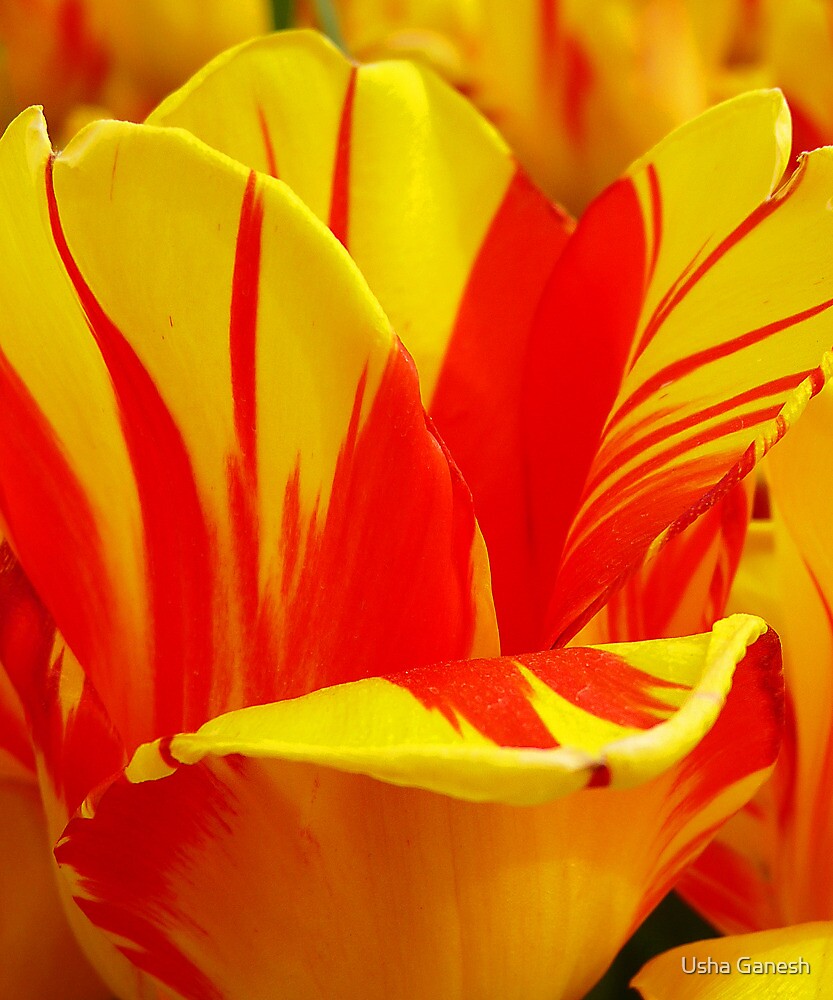"Flamed Tulip Petals" by Usha Ganesh | Redbubble
