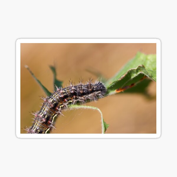 "Painted lady caterpillar" Sticker by GreyFeatherPhot | Redbubble