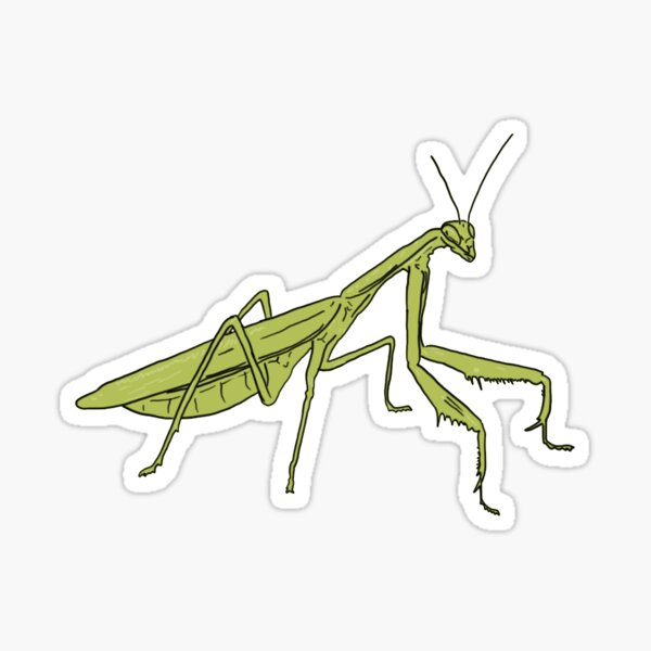 "Praying Mantis" Sticker by JLArtandDesign | Redbubble