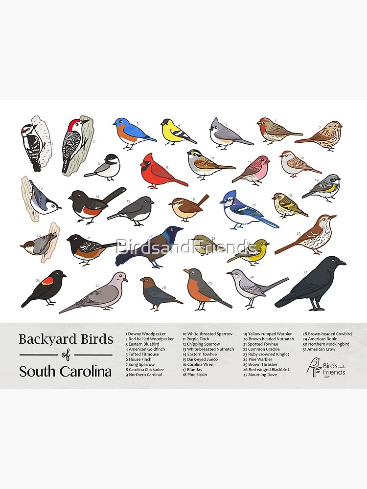 "South Carolina - Backyard Birds of South Carolina Field Guide Print ...