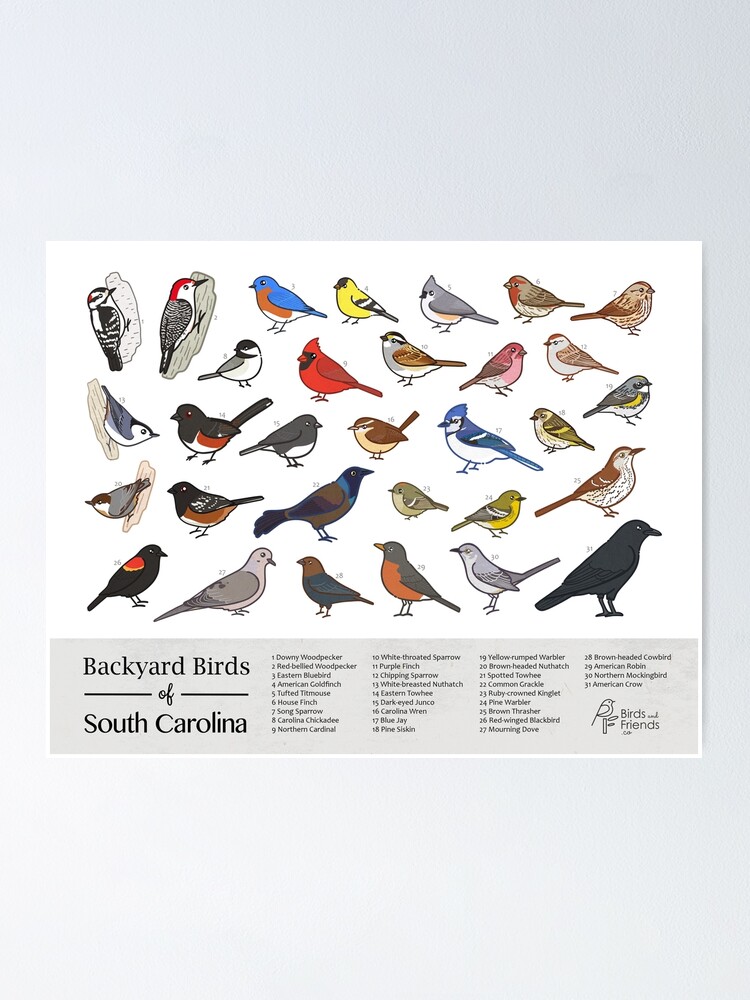 "South Carolina - Backyard Birds of South Carolina Field Guide Print ...