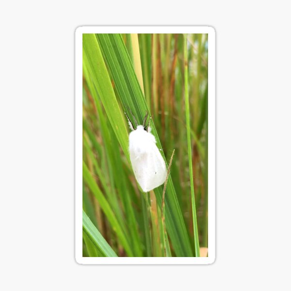 "White Moth" Sticker by cathpinc | Redbubble