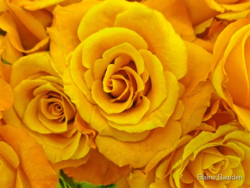"GOLDEN YELLOW ROSES" by Elaine Bawden | Redbubble
