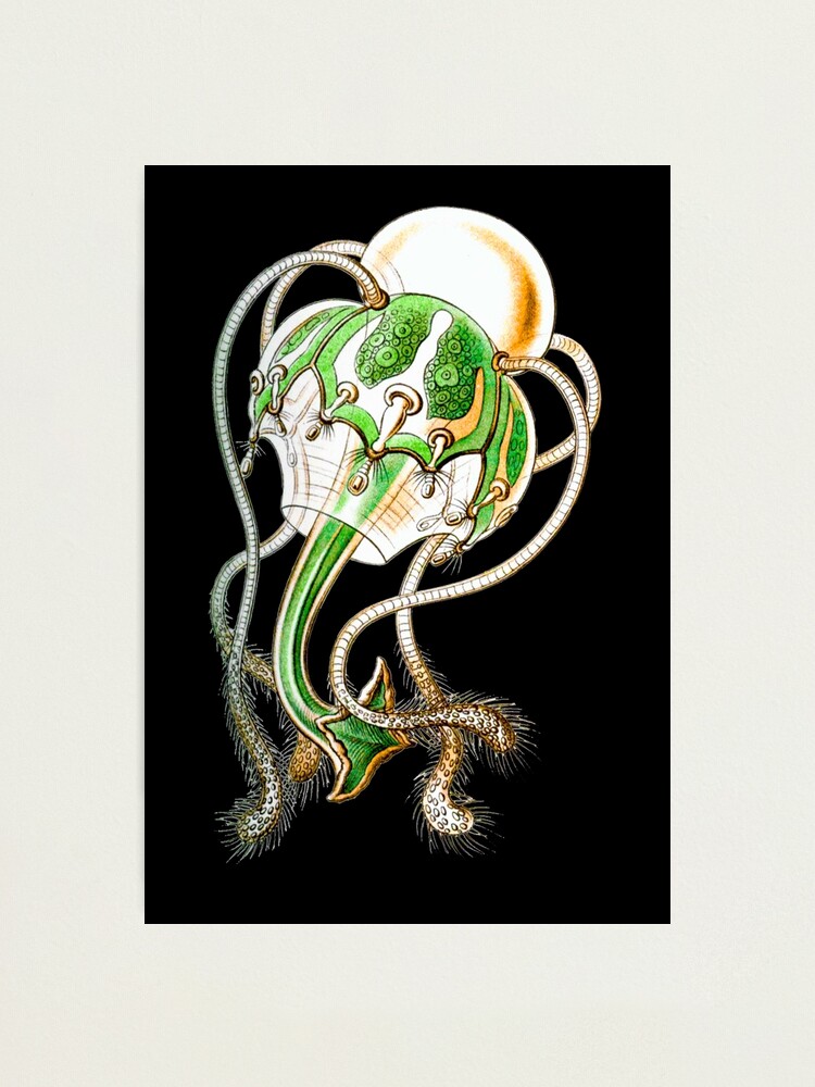 Lámina fotográfica «Lámina 16. Narcomedusae. Hidrozoos con campanas en ...