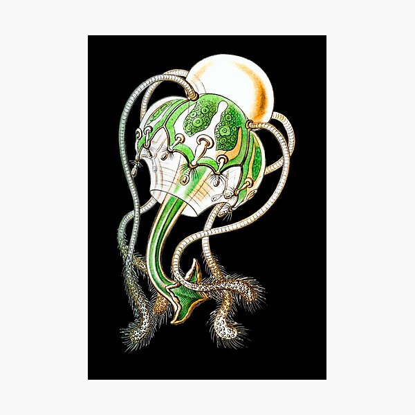 Lámina fotográfica «Lámina 16. Narcomedusae. Hidrozoos con campanas en ...