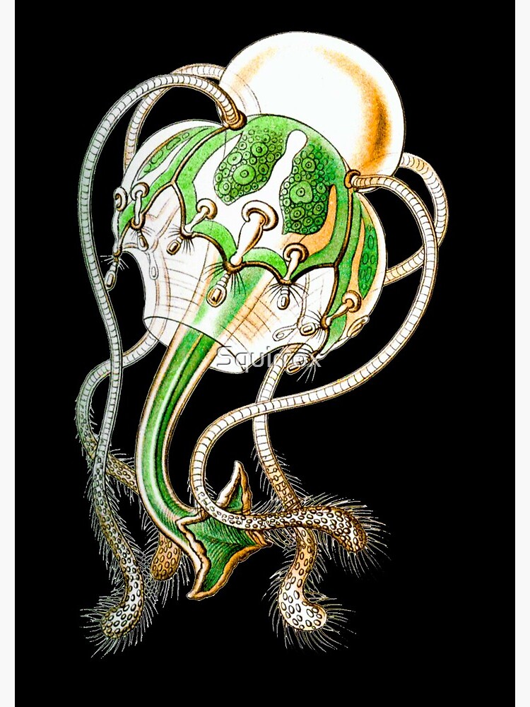 Cuaderno de espiral «Lámina 16. Narcomedusae. Hidrozoos con campanas en ...