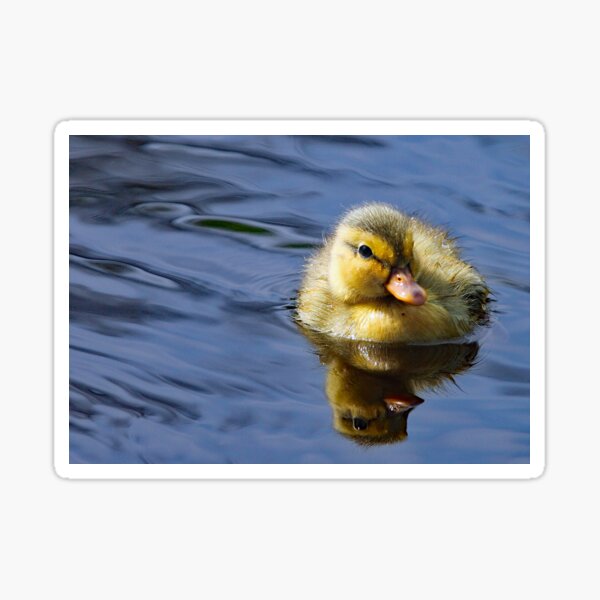 "Duckling" Sticker for Sale by ellen3309 | Redbubble