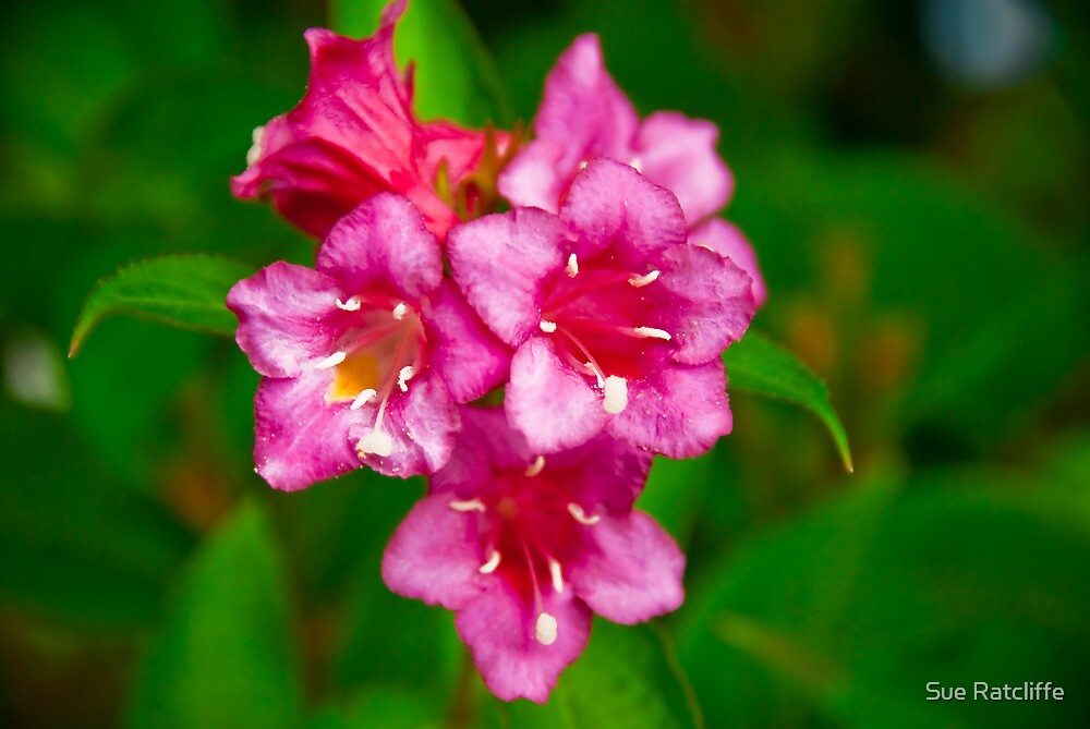 "Pink Bell Flowers" by Sue Ratcliffe | Redbubble