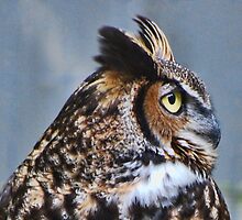 "The Tiger Bird" by barnsis | Redbubble