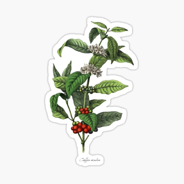 "Vintage Botanical Coffee Plant-Solid Background" Sticker for Sale by ...