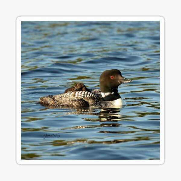 "Sleepyhead" Sticker for Sale by locustgirl | Redbubble
