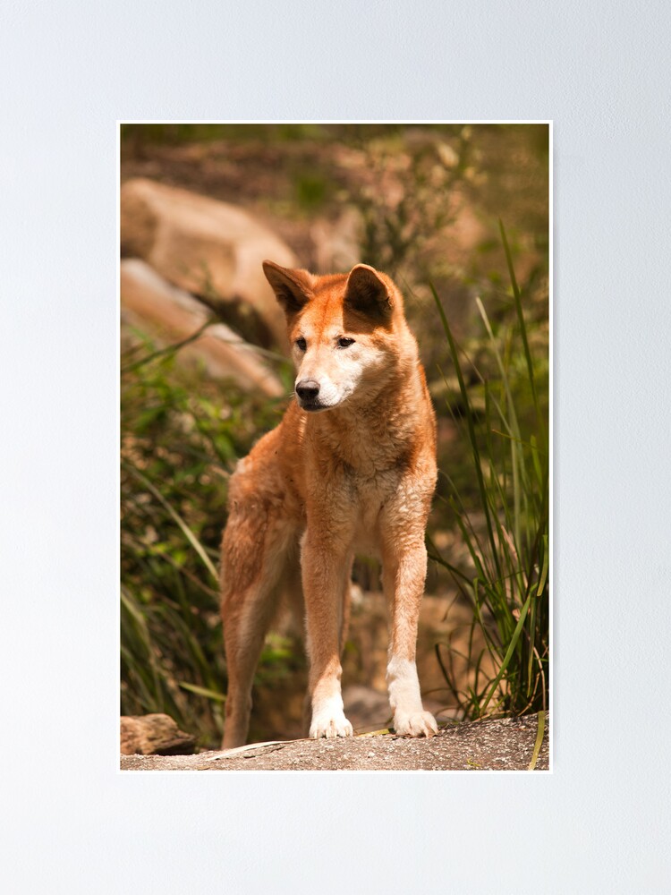 "Australian Dingo" Poster by Froggie | Redbubble