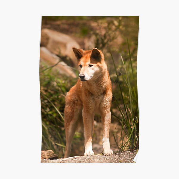 "Australian Dingo" Poster by Froggie | Redbubble