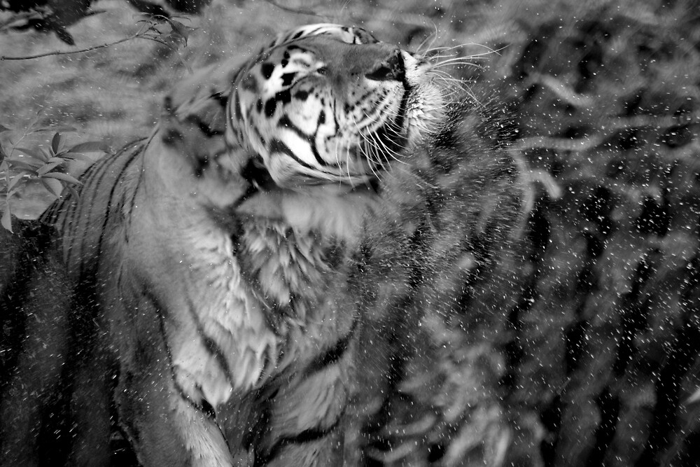 "Tiger - Calm in the eye of the storm" by Peter Wells | Redbubble
