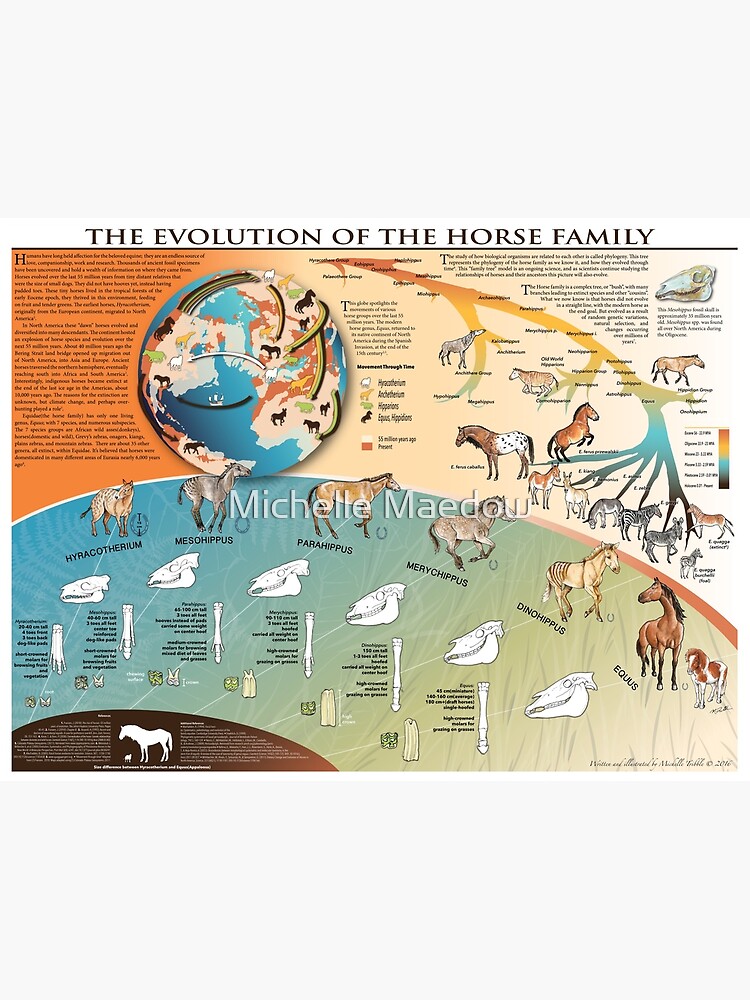 Horse Evolution