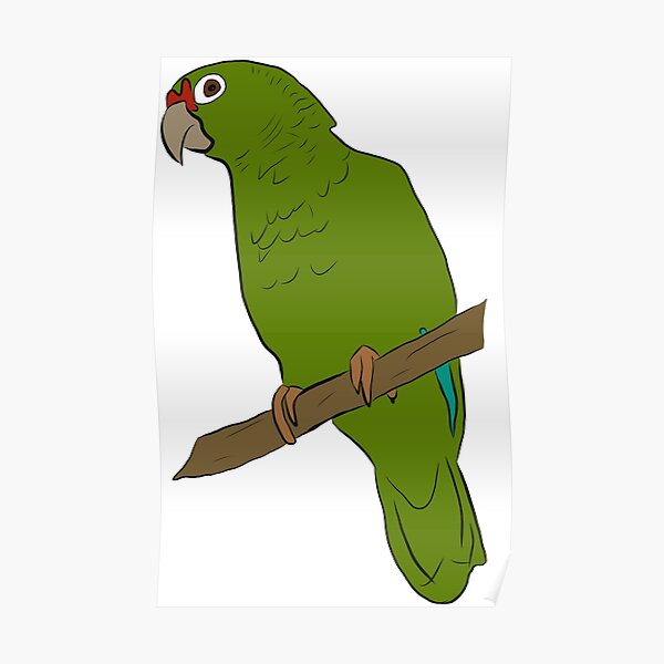 Puerto Rican Parrot Posters | Redbubble