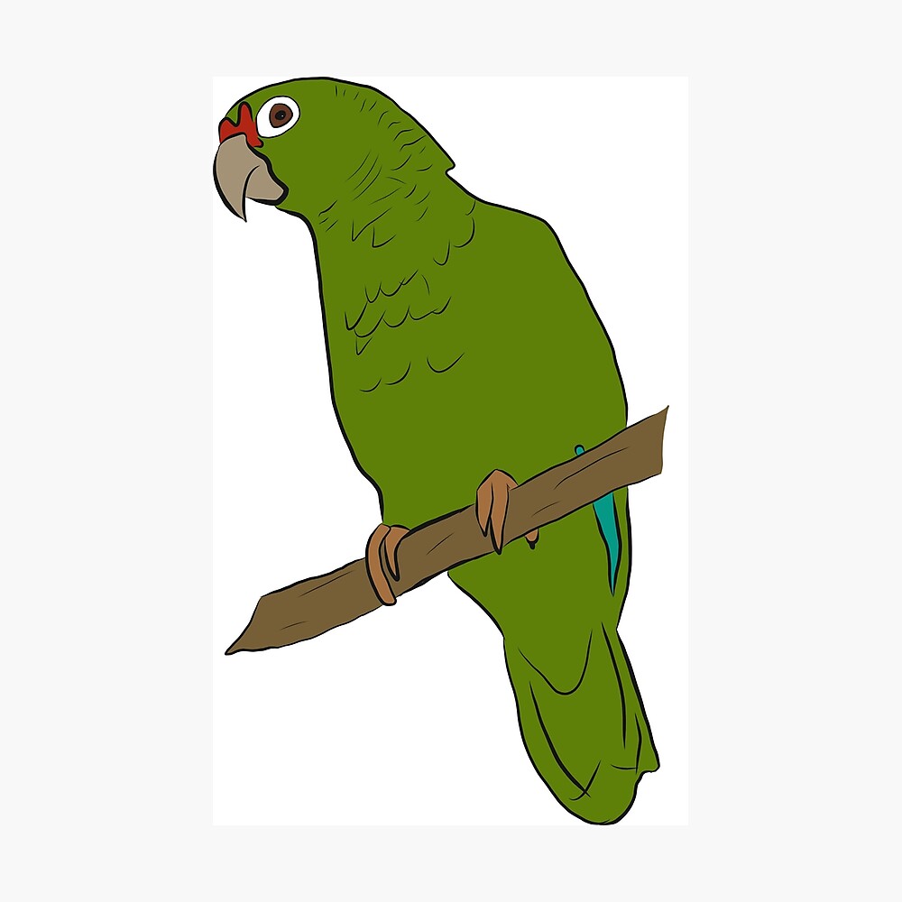 Puerto Rican Parrot By Erasmo Hernandez | ubicaciondepersonas.cdmx.gob.mx