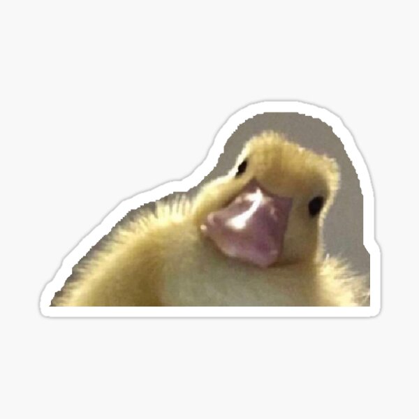 "duck meme" Sticker for Sale by it321820 | Redbubble