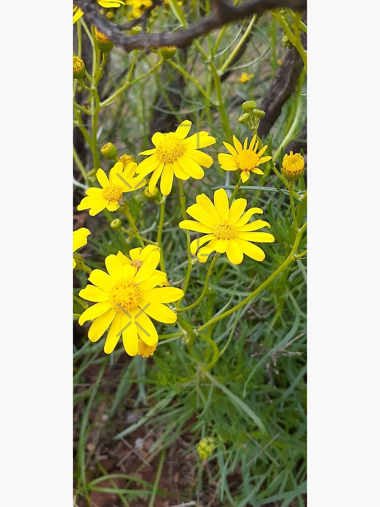 "Native daisy" Poster by Wyverntales | Redbubble