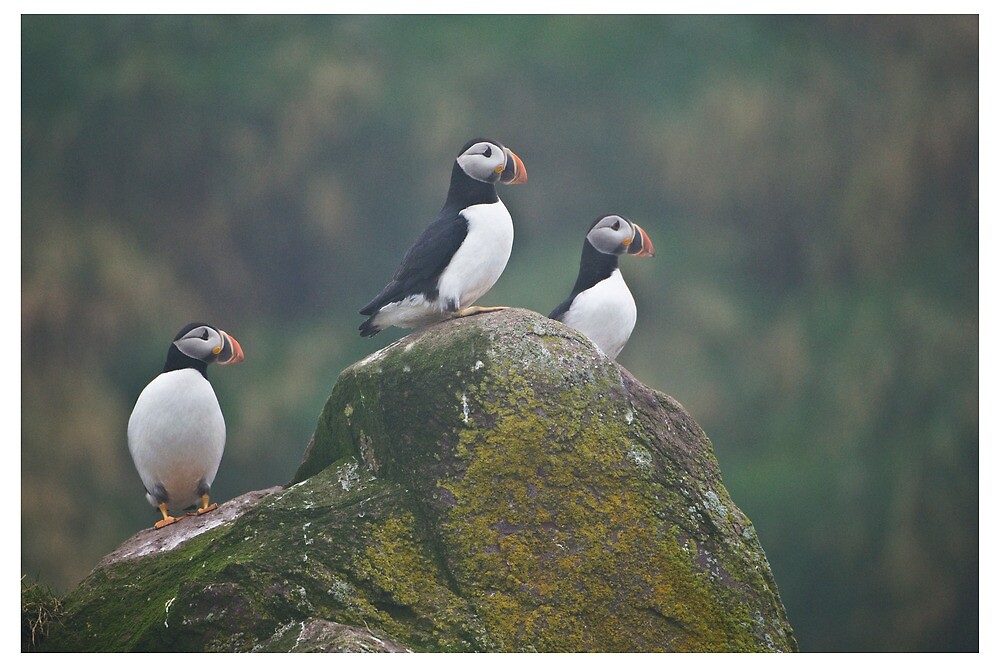 "Atlantic Puffins - Newfoundland Canada" by Raymond J Barlow | Redbubble