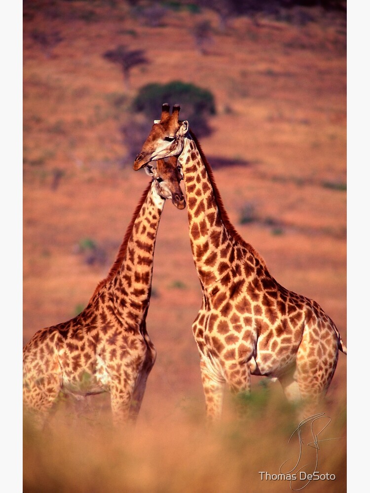 "Pyramid Power African Giraffes by Thomas DeSoto" Poster by ...