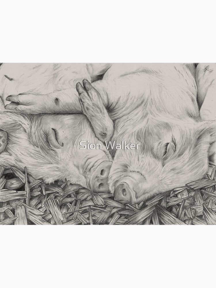 "Piglets snoozing drawing" Poster by SionWalker | Redbubble