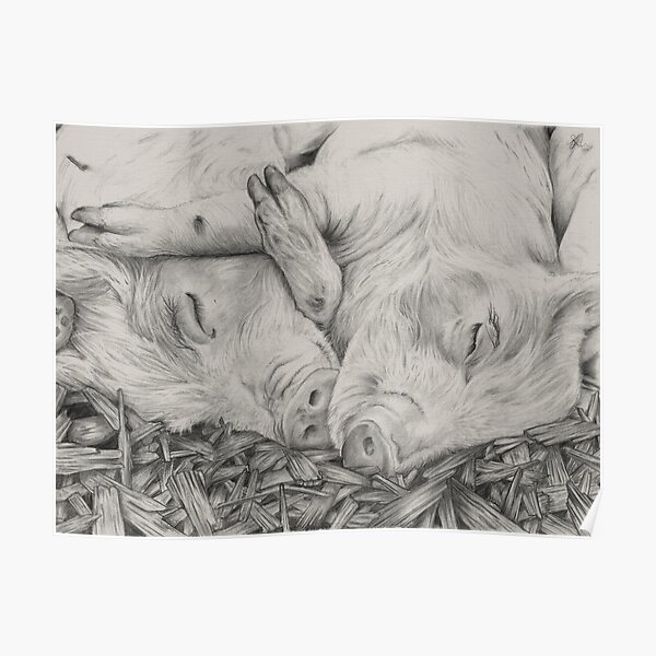 "Piglets snoozing drawing" Poster by SionWalker | Redbubble