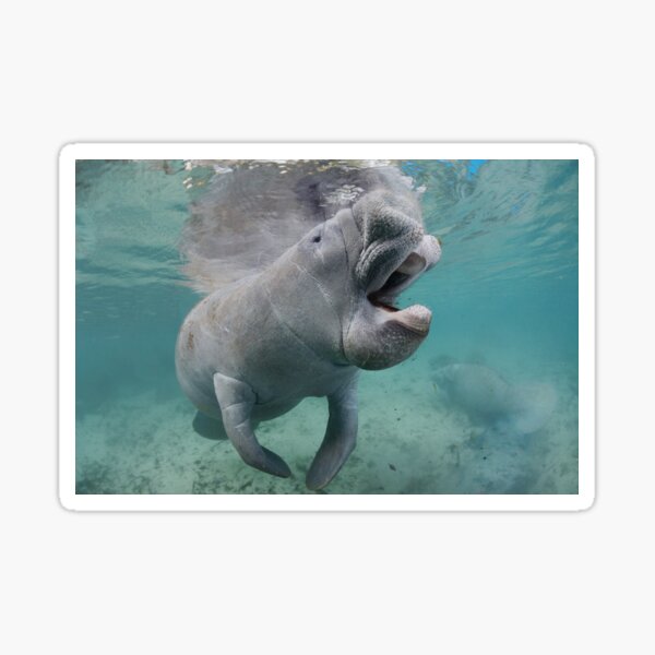 "Yawning" Sticker by DiveWonders | Redbubble