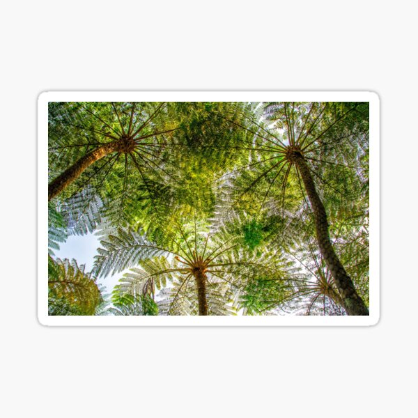 "#164 Tree Canopy" Sticker for Sale by phutball | Redbubble