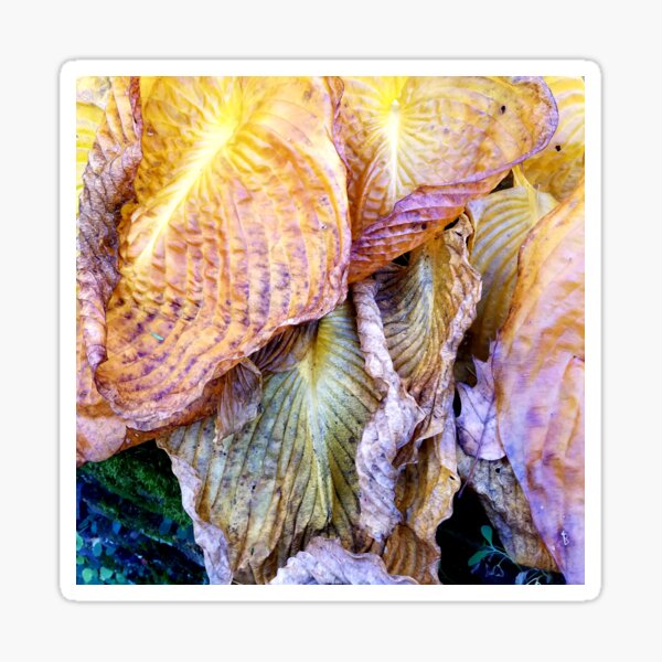 "Autumn Gold Hosta Leaves" Sticker by BettyMackey | Redbubble