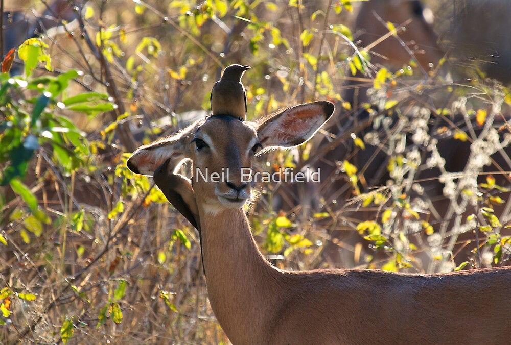 "Impala with Tick Bird" by Neil Bradfield | Redbubble