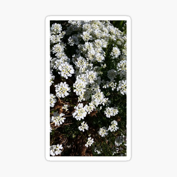 "White Flowers" Sticker for Sale by AsherDeHart | Redbubble
