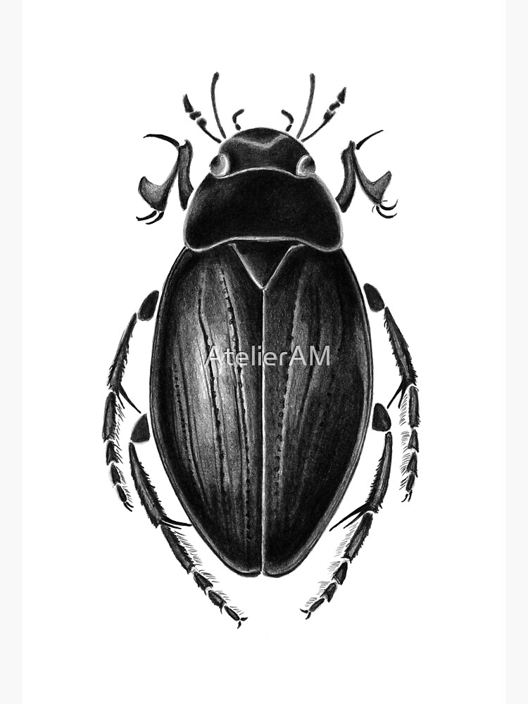 "Käfer 05" Sticker von AtelierAM | Redbubble