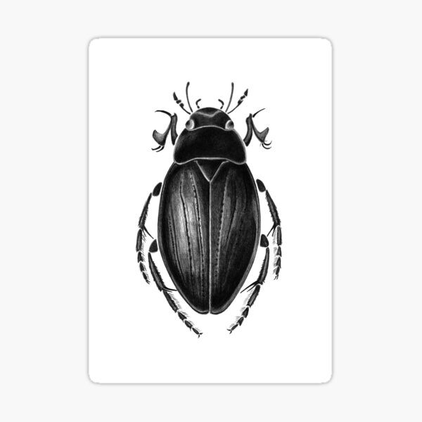 "Käfer 05" Sticker von AtelierAM | Redbubble
