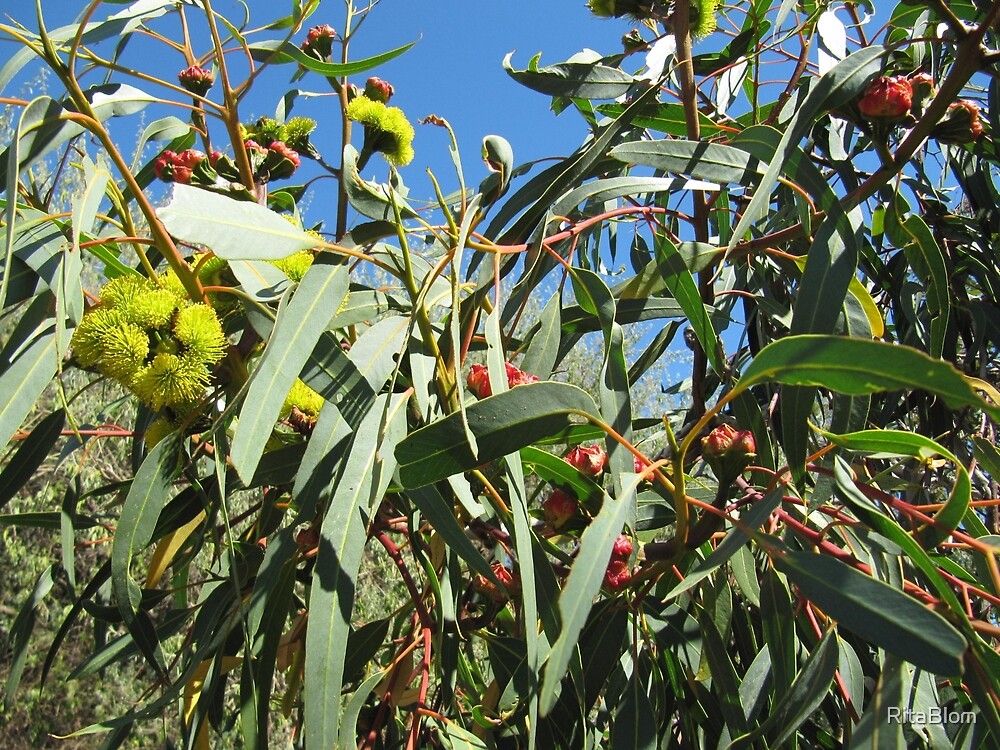 "Eucalyptus erythrocorys (lilyarrie) Red Capped Gum, Australian Native ...
