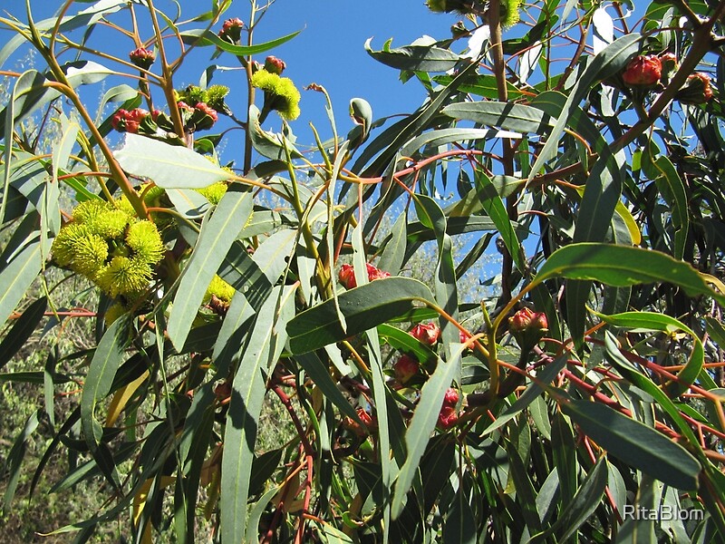 "Eucalyptus erythrocorys (lilyarrie) Red Capped Gum, Australian Native ...