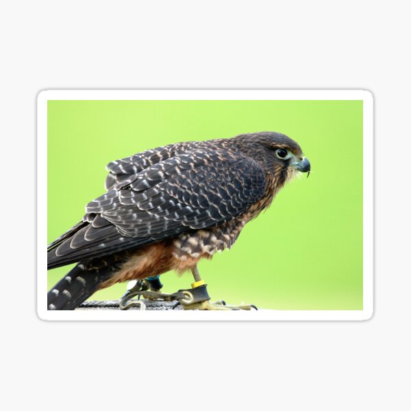 "Falcon" Sticker by Fjfichman | Redbubble