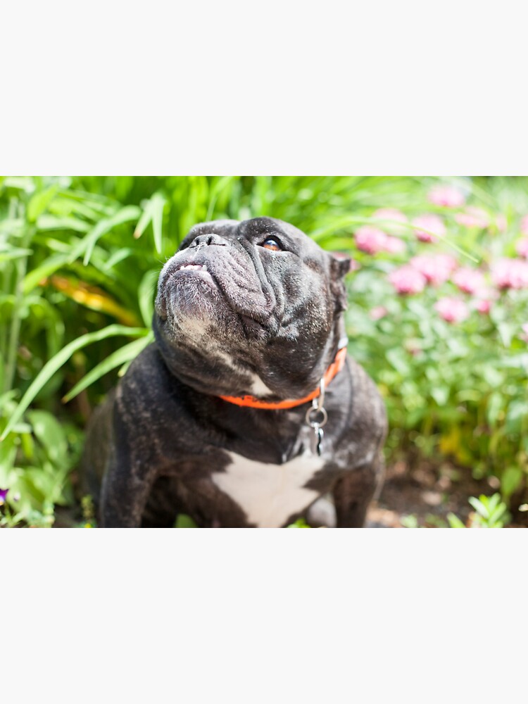 "This is My Best Side" Sticker for Sale by smtrbubble | Redbubble