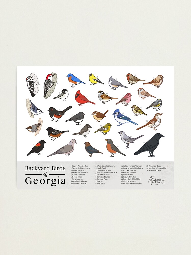 "Georgia - Backyard Birds of Georgia Field Guide Print - Bird Art Print ...
