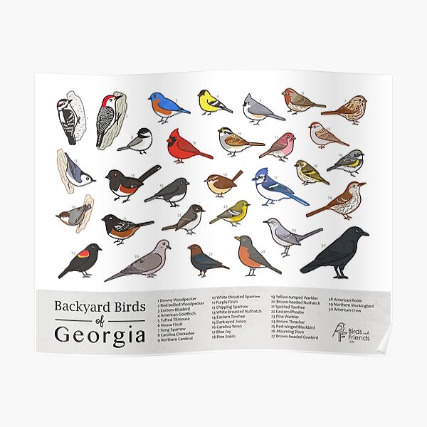 "Georgia - Backyard Birds of Georgia Field Guide Print - Bird Art Print ...