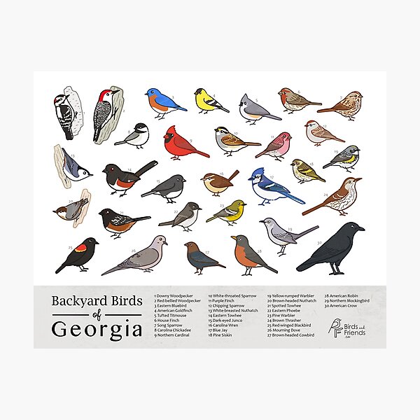 "Georgia - Backyard Birds of Georgia Field Guide Print - Bird Art Print ...