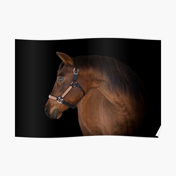 "Sable" Poster by smtrbubble | Redbubble